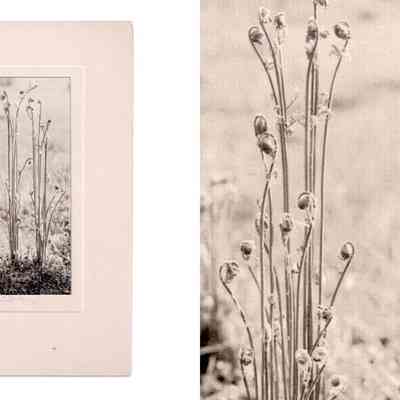 DeMott Brown Photos - Dutchess County Historical Society