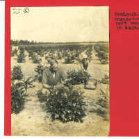 Blueberry Culture Photographs – Whitesbog Preservation Trust
