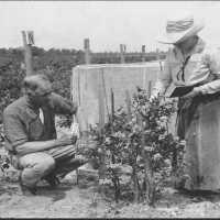 Blueberry Culture Photographs – Whitesbog Preservation Trust