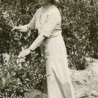 Blueberry Culture Photographs – Whitesbog Preservation Trust